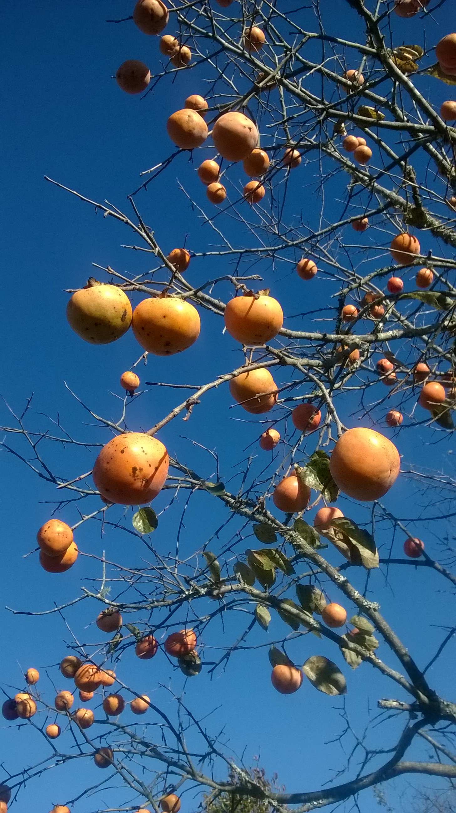 Persimmon the divine fruit – kitchentrails